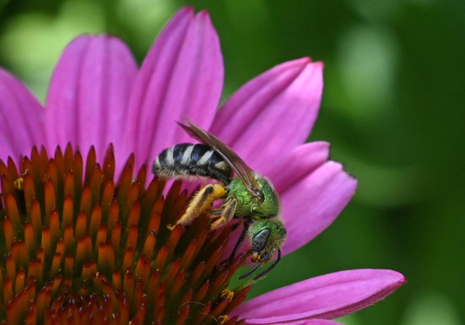 Sweat Bee | Shutterbug